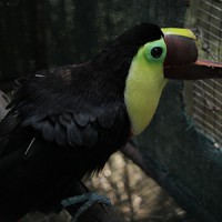 Realscreen » Archive » Exclusive: “Sonic Sea,” “Toucan Nation” join ...
