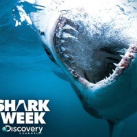 Realscreen » Archive » Discovery’s ‘Shark Week’ returns for 28th season