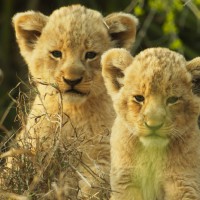 Realscreen » Archive » Netflix commissions “Wild Babies” docuseries ...