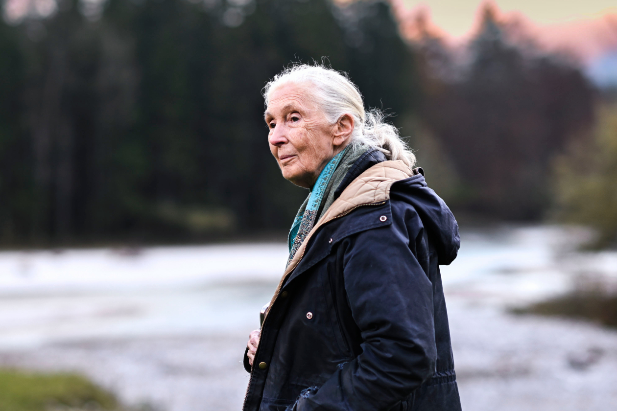 Realscreen » Archive » Netflix honors Jane Goodall with episode of new ...
