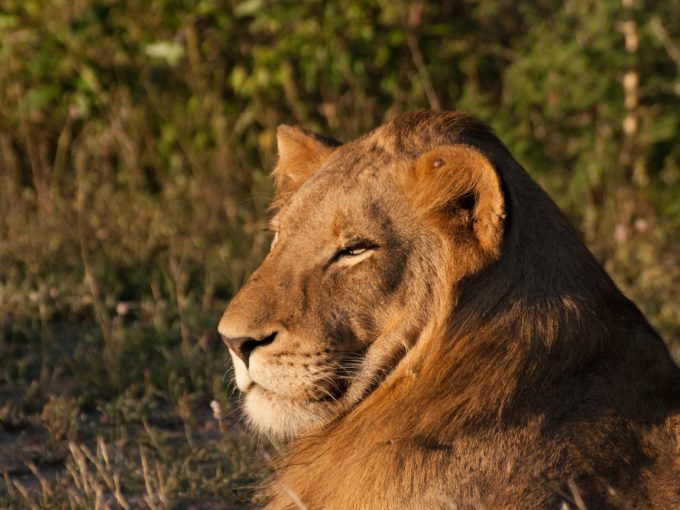Realscreen » Archive » Bomanbridge preps vertical wildlife series copro ...