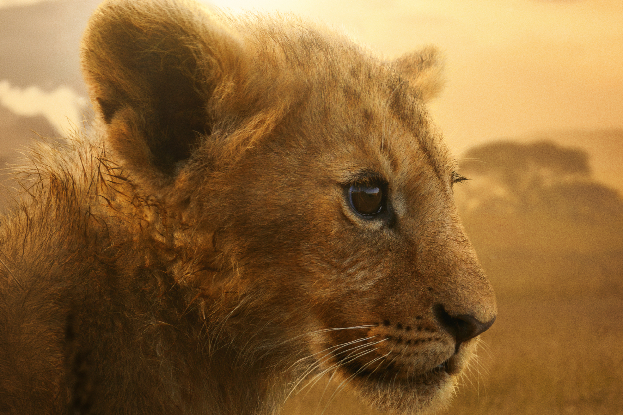 Realscreen » Archive » Nat Geo sets premiere for “Lion” from EP Jon Favreau
